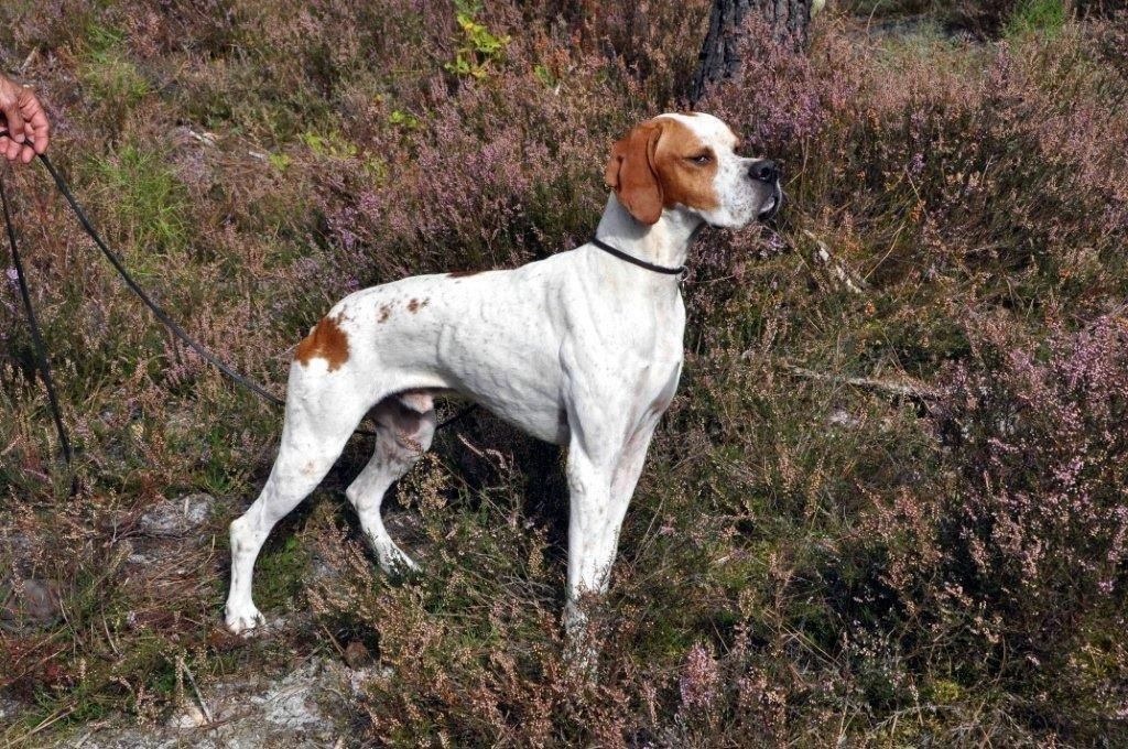 Accueil - Elevage de la sources des serpents - eleveur de chiens Pointer